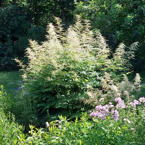 Künka Taimeaed – Harilik kitseenelas Aruncus dioicus