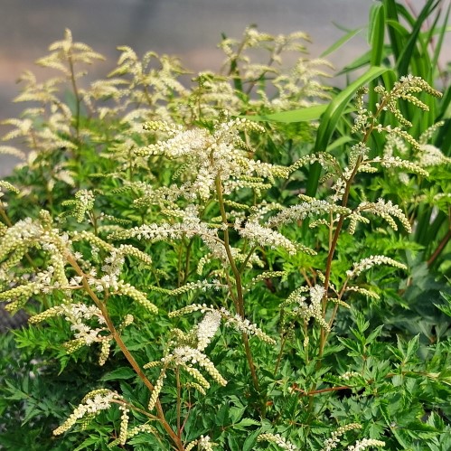Künka Taimeaed – Korea kitseenelas Aruncus aethulifolius